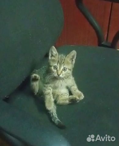 Очаровательный полосатик,2 мес