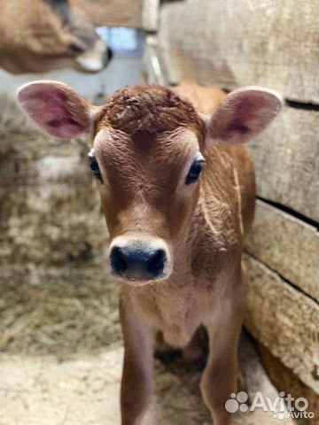 Крс бычки молодняк