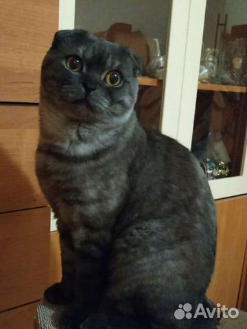 Кот на случку