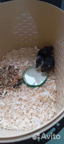 Отдаю бесплатно хомячков