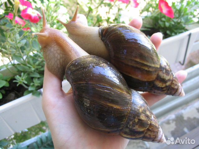 Отдам улиток бесплатно
