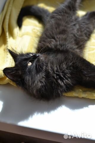 Чудесные котята норвежской породы