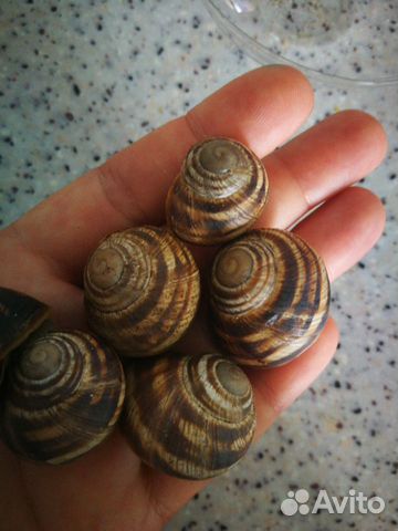 Виноградная улитка