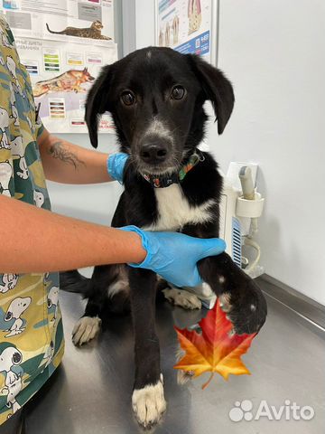 Мириатюрный особенный Егорка в добрые руки