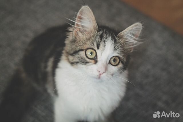 Нежнейший котенок в добрые руки