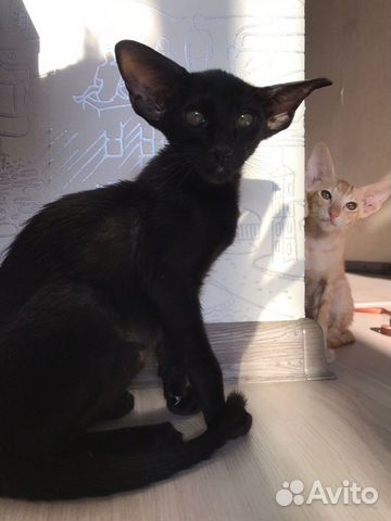 Ориентальные котята экстрим и современные