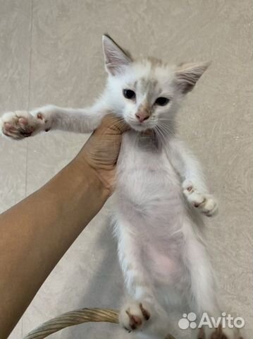 Котенок, 2,5 месяца, девочка