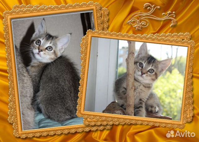 Котята экзотика