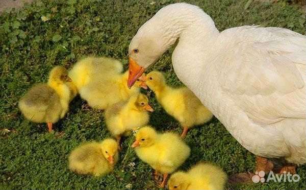 Гуси. Гусята вылупились 1 июня