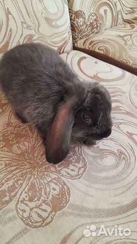 Декоративные кролики вислоухие