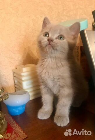 Шотландские прямоухие котята