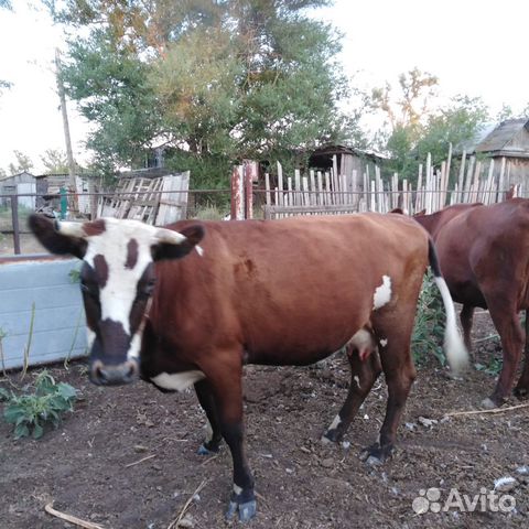 Продажа дойных коров