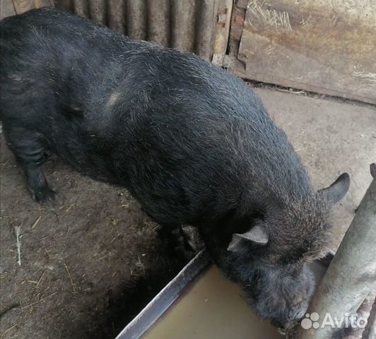 Вьетнамский вислобрюхий хряк