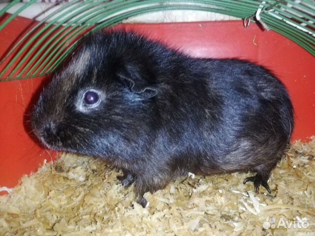 Морские свинки