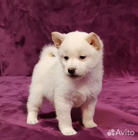 Сиба ину (Шиба ину) - мальчик белого окраса