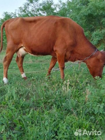 Коровы дойные молочные