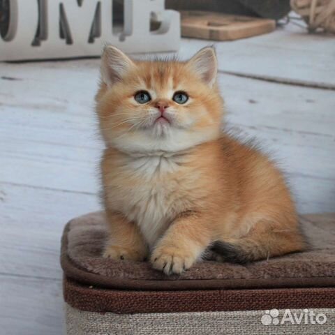 Британский котенок