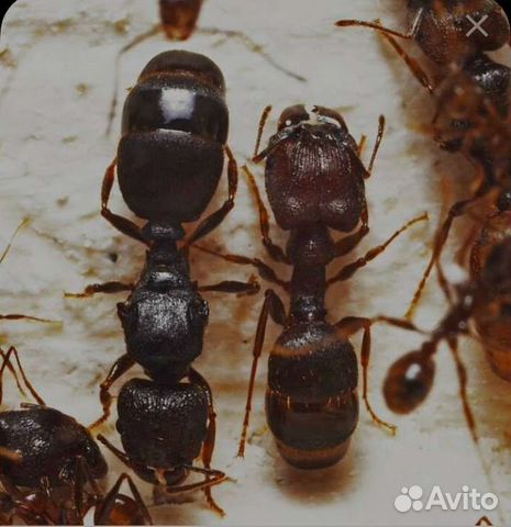Pheidole yensis