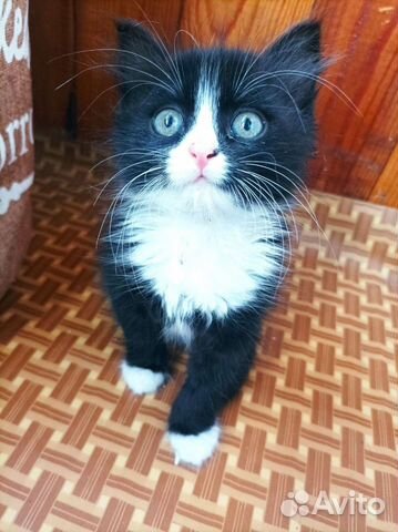 Кошка в дар бесплатно