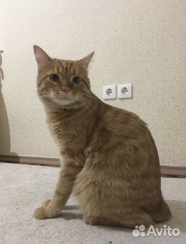 Кот ищет подругу для вязки