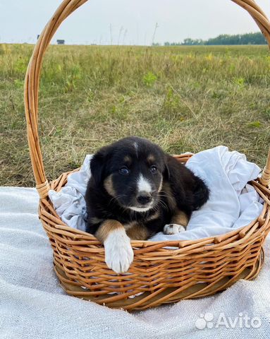 Щенок девочка