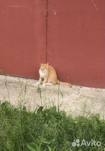 Котенок в добрые руки
