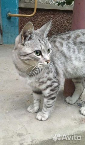 Котик Тима ищет дом