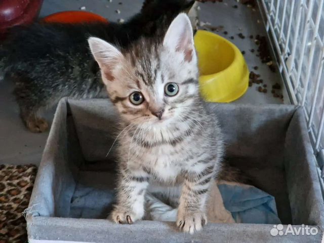 Котенок Эндрю 2 мес. В добрую взрослую семью