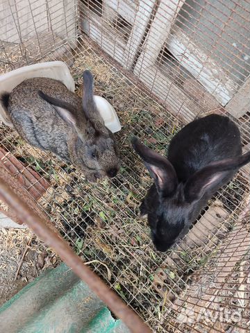 Кролики молодые