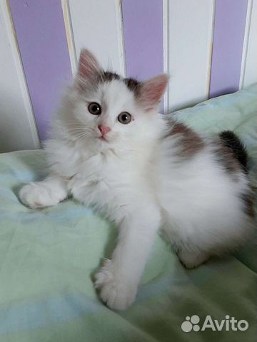 Котёнок Зефирка в добрые руки