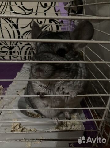 Шиншилла с клеткой