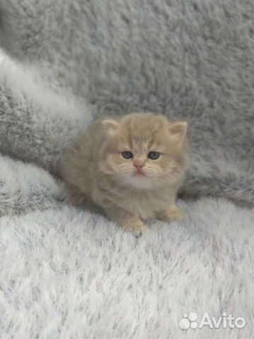 Маленький пушистик