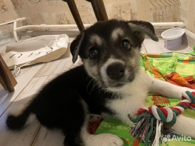 Щеночек дворняжка