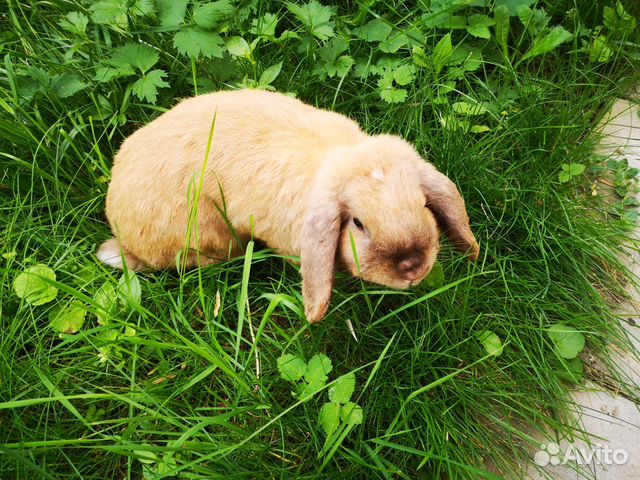 Декоративный кролик баран. Мила 1 год