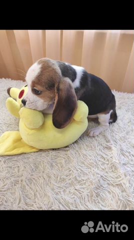 Щенки бигль с документами