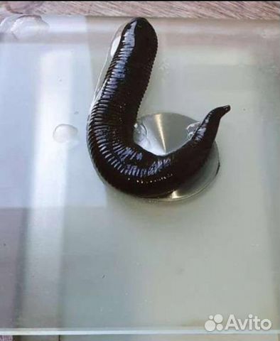 Пиявки для рыбалки