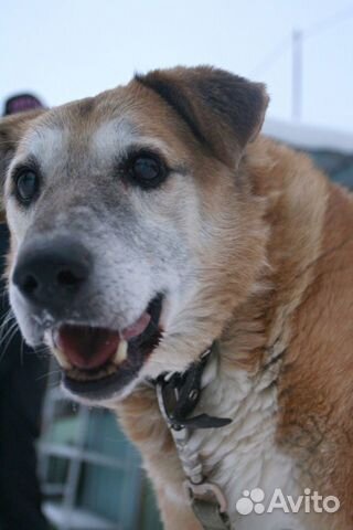 Джон/Смол собака из приюта в добрые руки