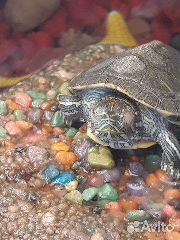 Красноухая черепаха