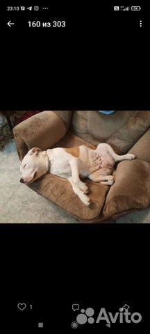 Щенки амстаффа