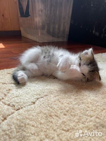 Продаю котят