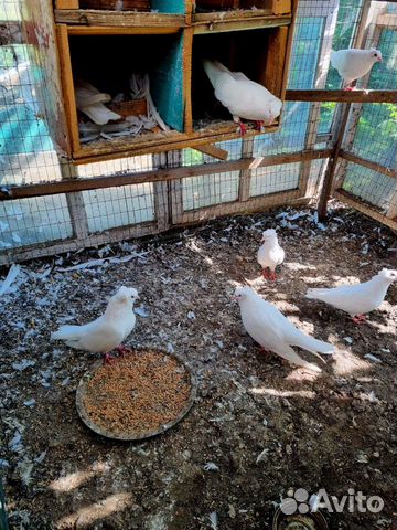 Голубь армавирский бровастый