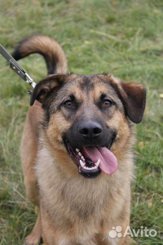 Молодой пёс станет замечательным другом