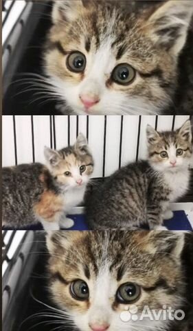 Котята в добрые руки