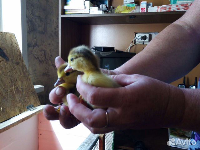 Утята мускусной индо-утки