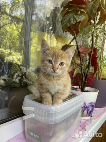 Котенок в добрые руки