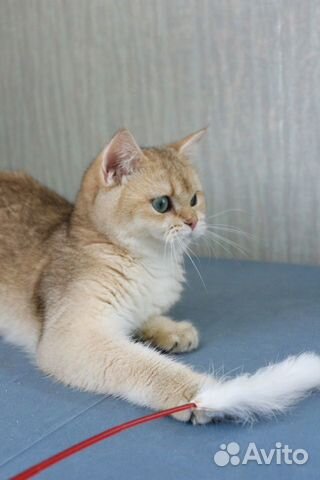 Коты ny 11, ay 11