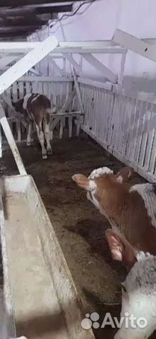 Телята бычки