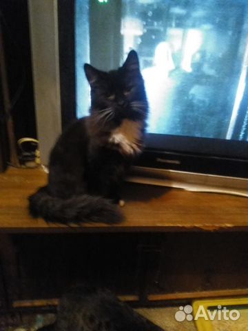 Очень добрая ручная киска-подросток