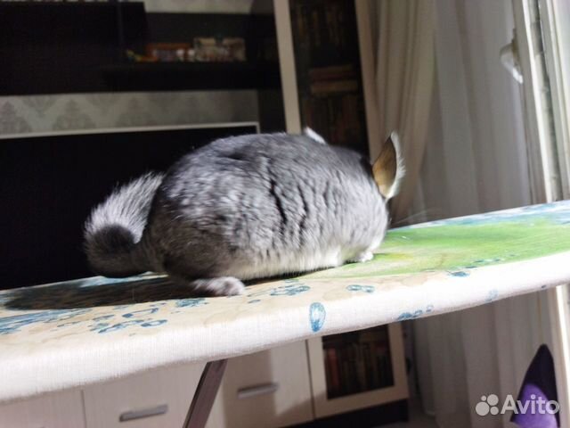 Шиншилла девочка