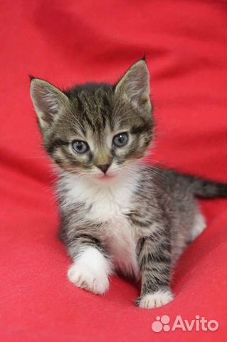 Ками. Пушистик и игрулька